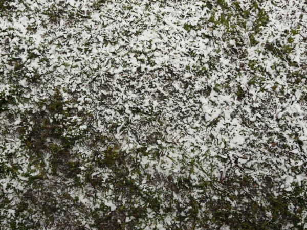 frozen ground texture 0003 - Texturelib